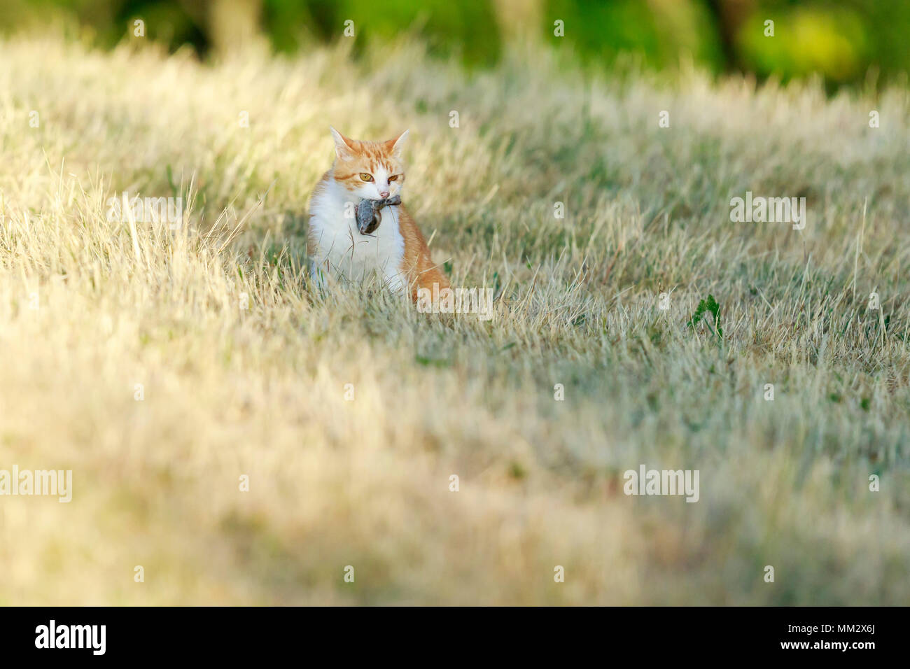 European cat (Felis silvestris catus) hunting mouse,Alsace,France Stock ...