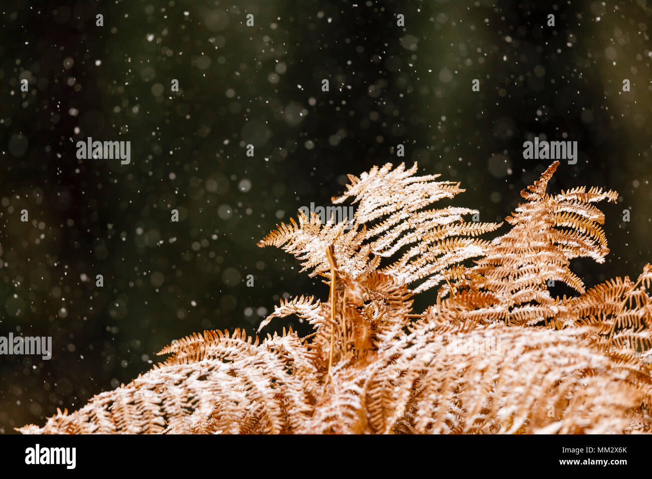 Bracken fern (Pteridium aquilinum) in snow in winter, Alsace, France ...