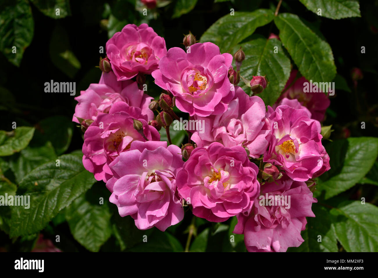 Rosa crimson rambler hi-res stock photography and images - Alamy