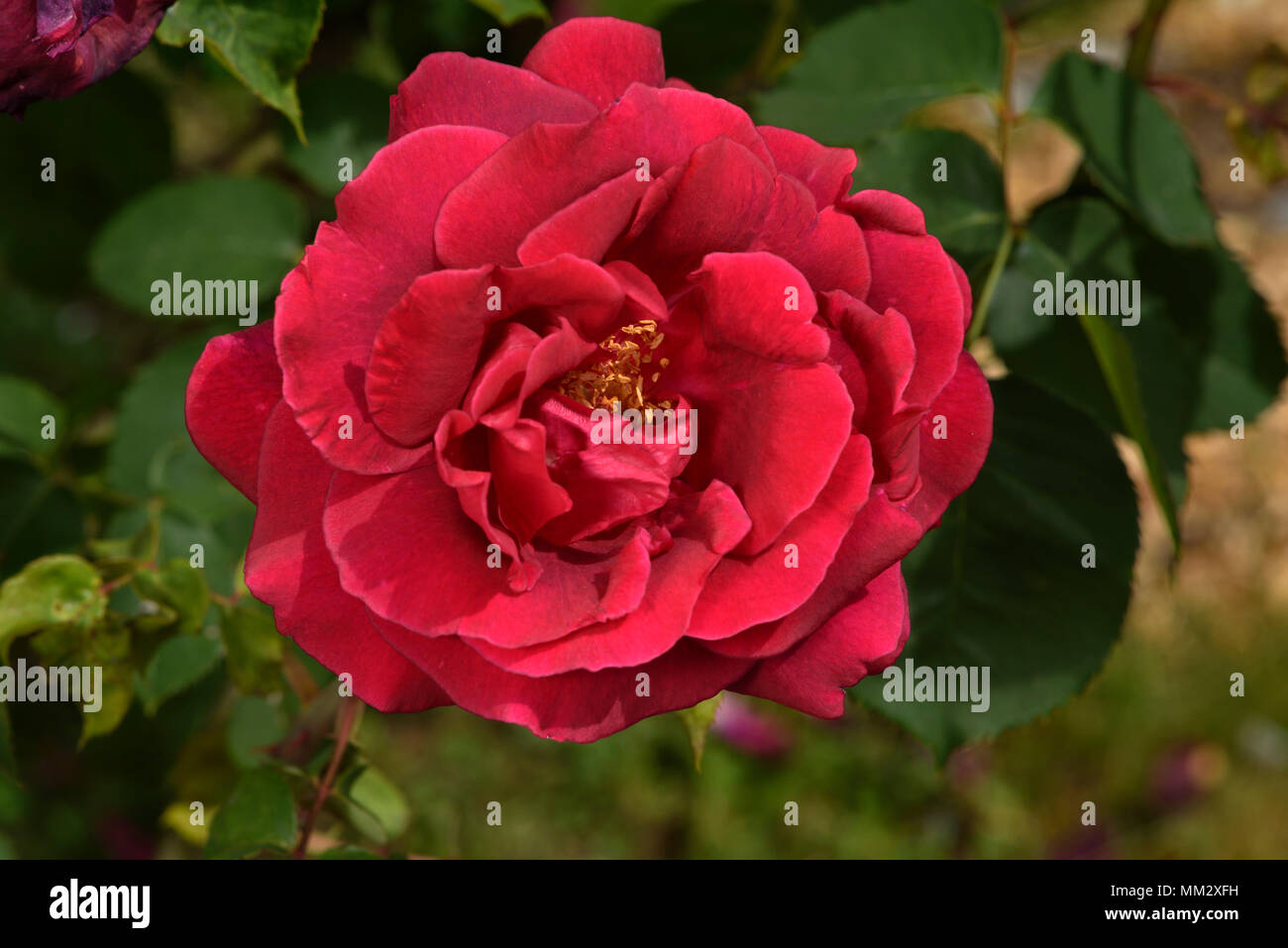 Rose Flower 'Climber Star of Holland', breeder: Mathias Leenders ...