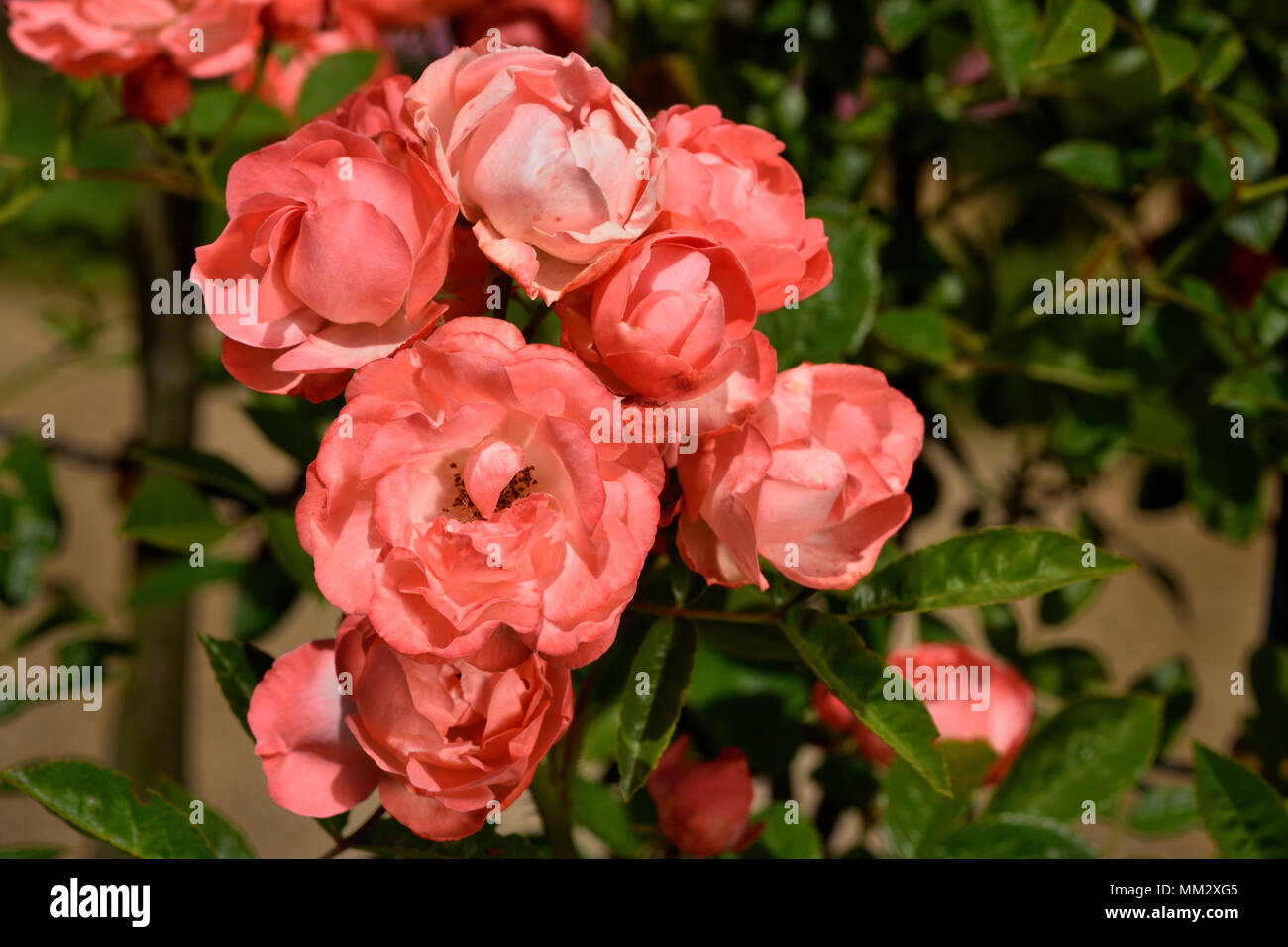 Rose Flower 'Margo Koster, Cl.', Breeder: Golie (USA), 1962); Group ...