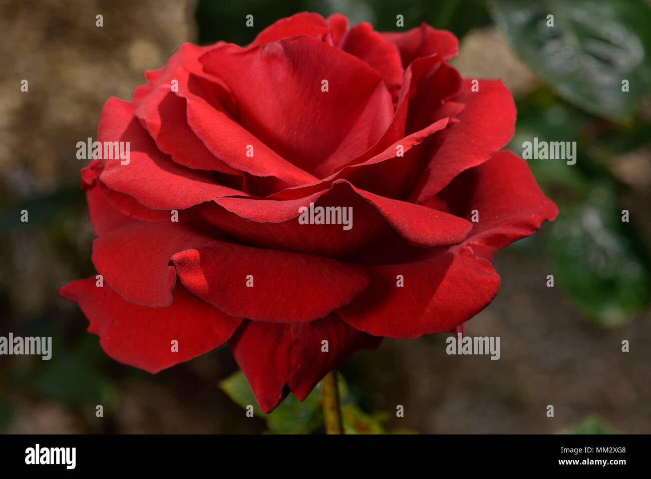 Rose flower 'Nefertiti', breeder: Francois Dorieux II, 2010); Group ...