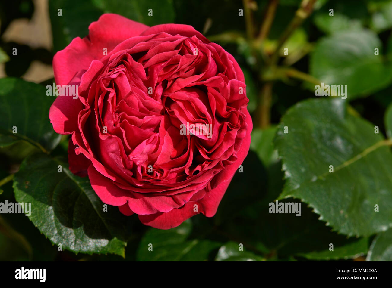 Meilland roses plants hi-res stock photography and images - Alamy