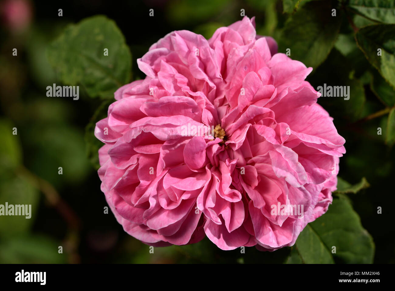 Rose flower 'Clemence Robert', breeder: Robert and Moreau, 1863); Group ...