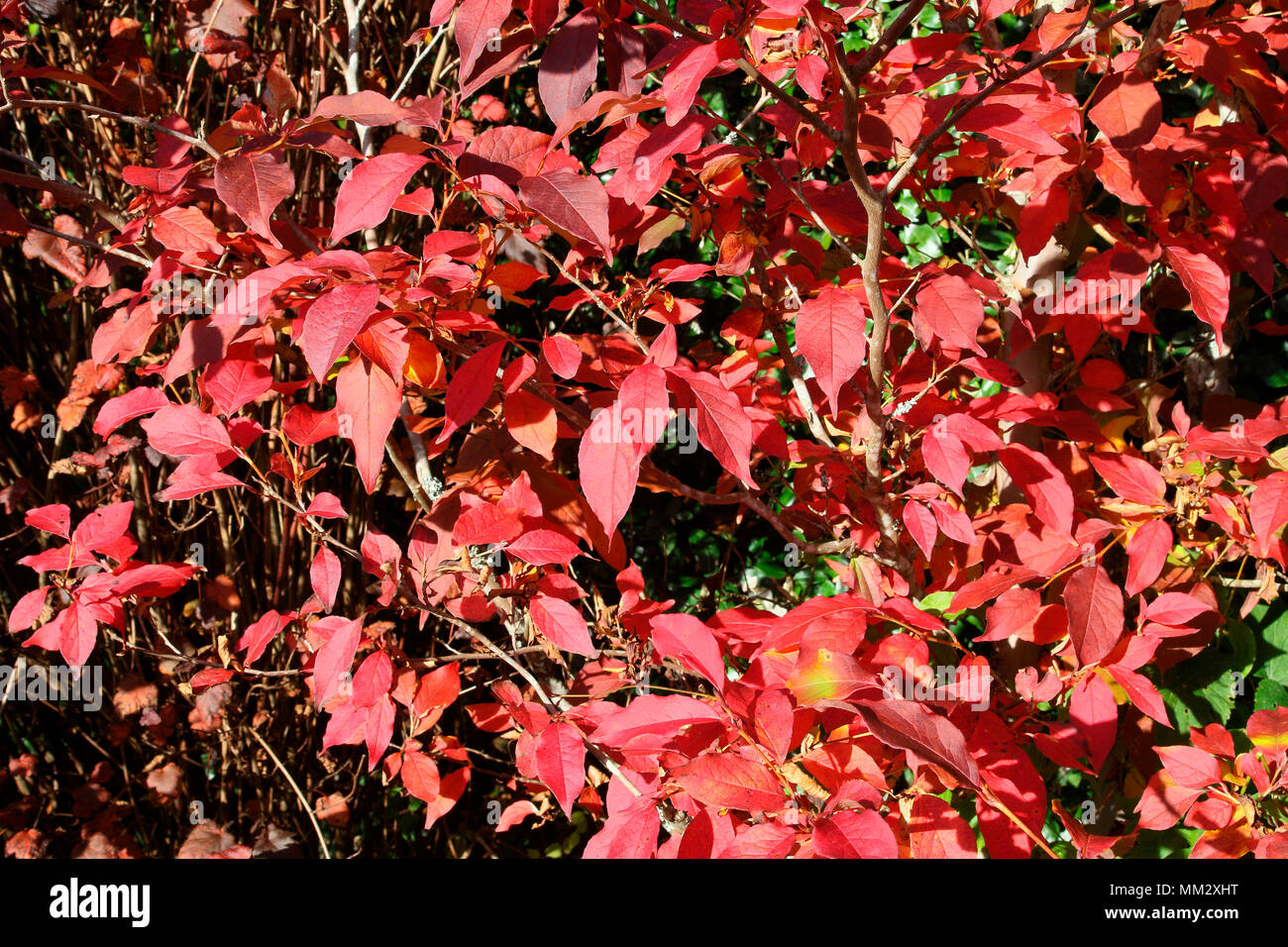 Japanese Stewartia (Stewartia pseudocamellia) in autumn foliage in a ...