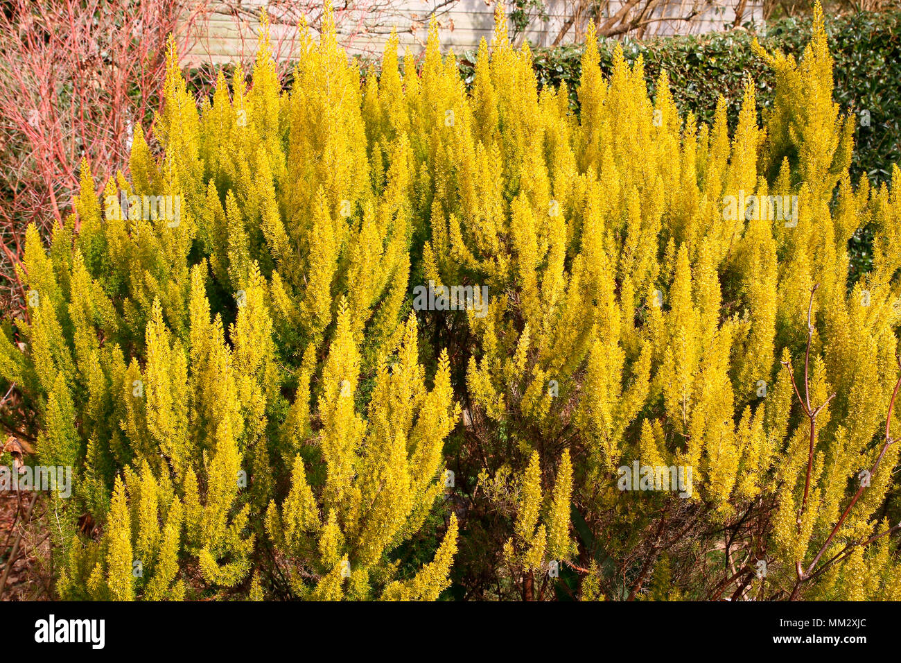 Mediterranean Heather (Erica erigena) 'Golden Lady' in a garden in ...