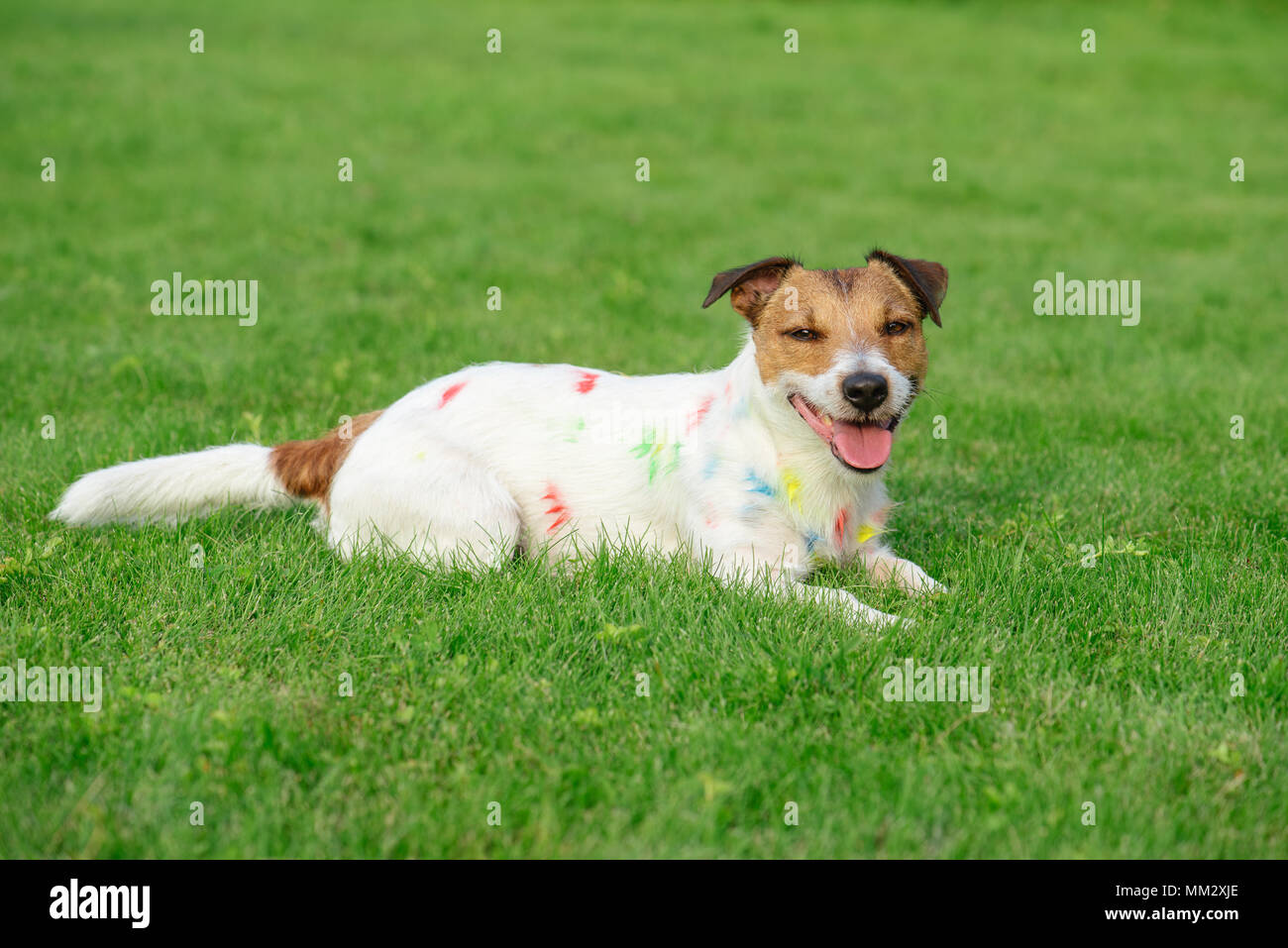 Messy paint puppy hi-res stock photography and images - Alamy