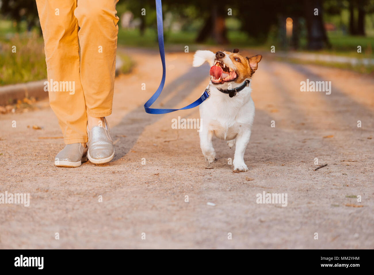 Dog is on leash hi-res stock photography and images - Alamy
