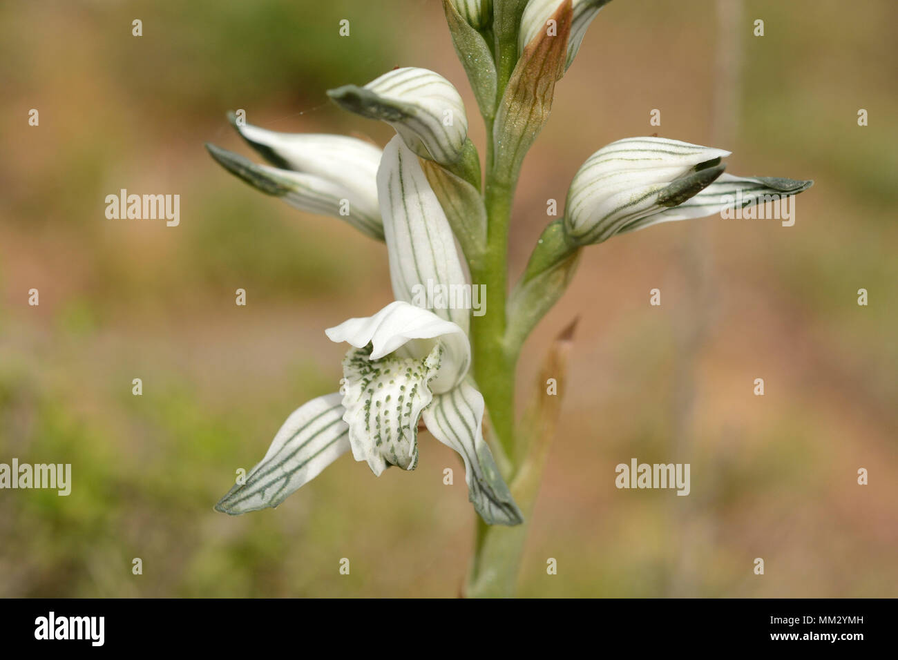 Chloraea multiflora, Orchidaceae, Canelillo, around Colliguay, V ...