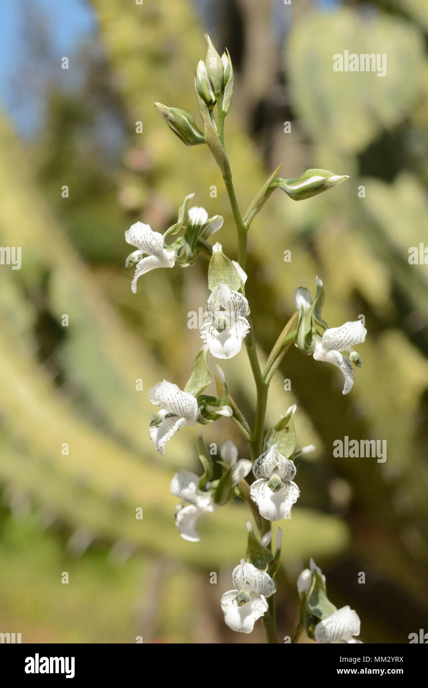 Chloraea galeata, Orchidaceae endemic to the central regions of Chile ...