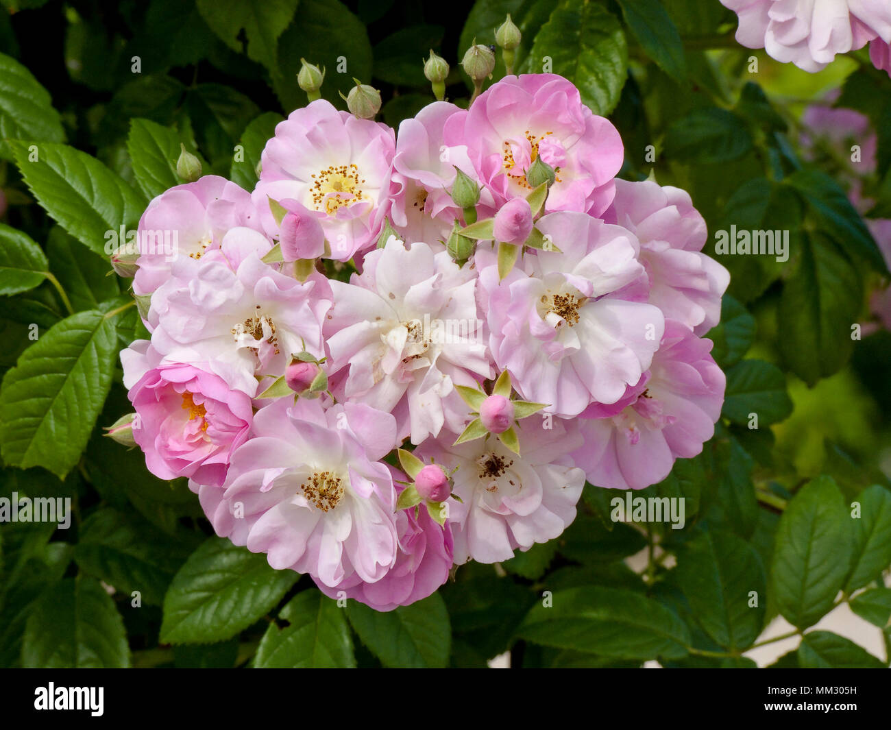 Rosa Blush Rambler High Resolution Stock Photography and Images - Alamy