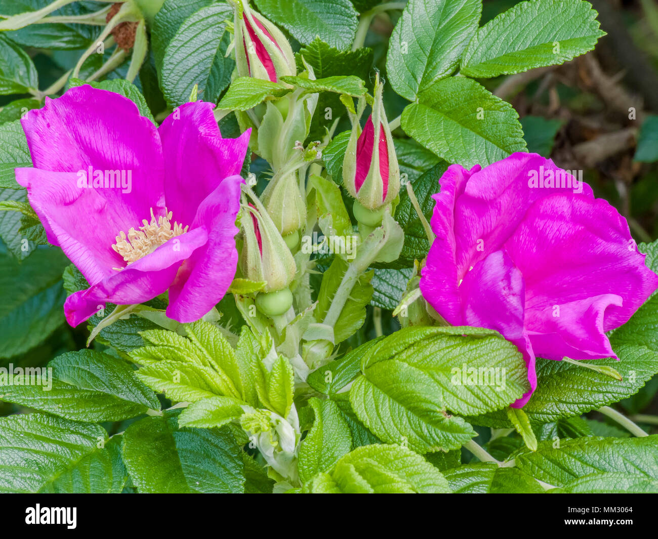 Scabrosa High Resolution Stock Photography and Images - Alamy