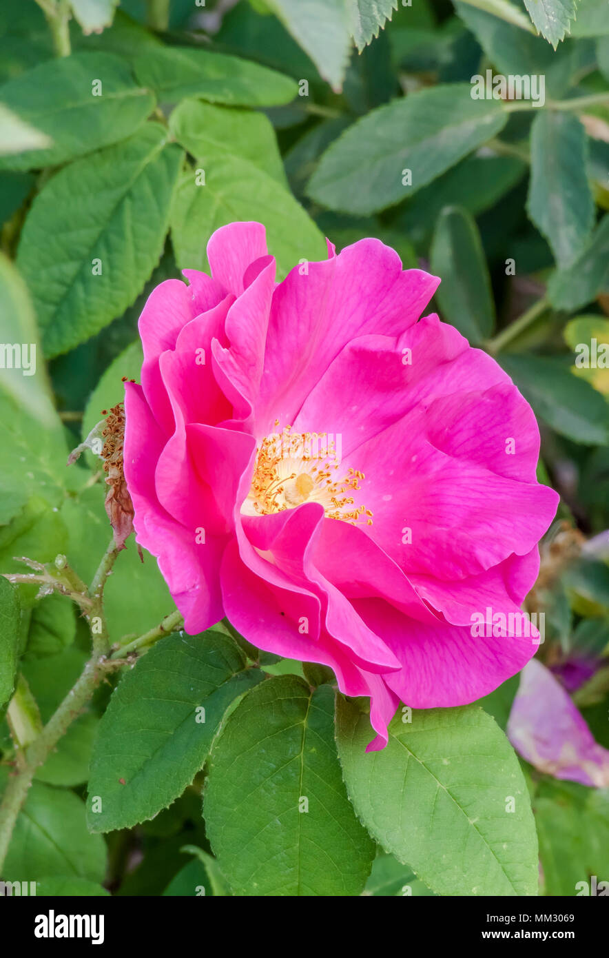 Scabrosa High Resolution Stock Photography and Images - Alamy