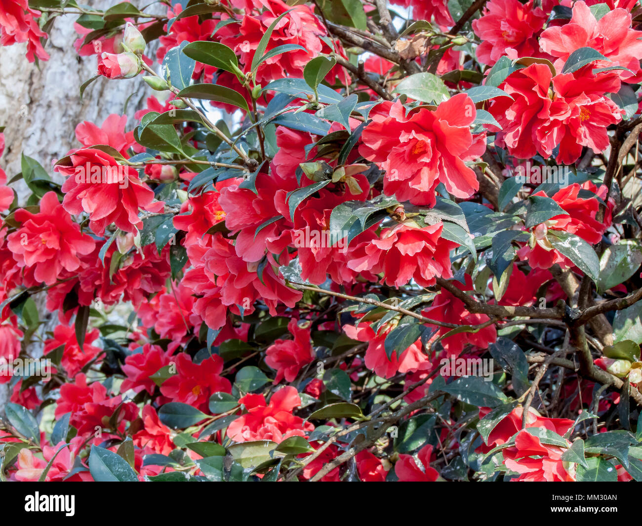 Camellia Freedom Bell High Resolution Stock Photography and Images - Alamy