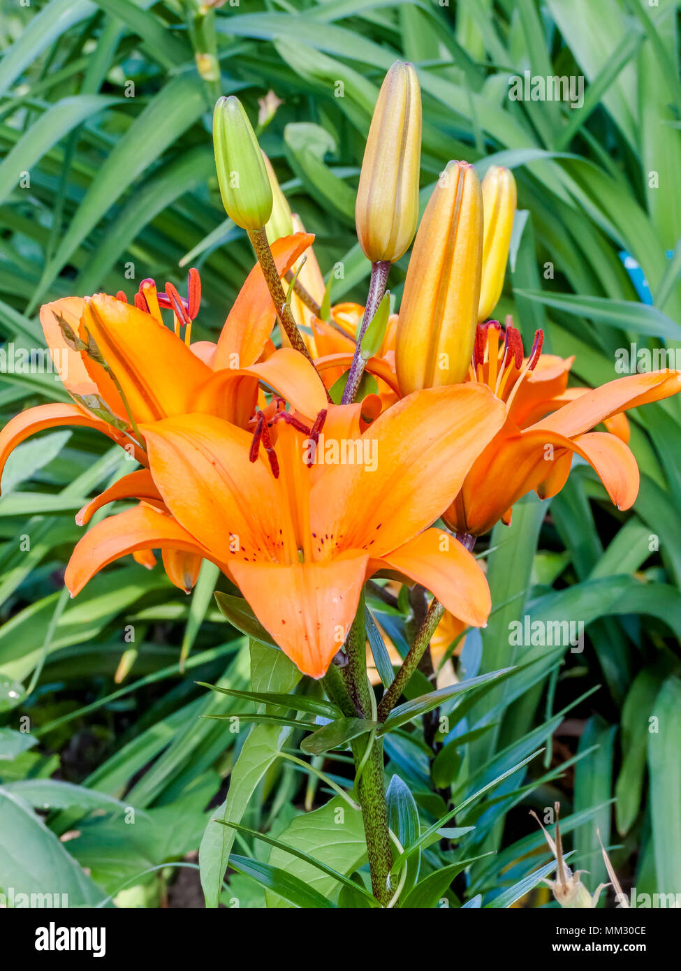 Lilial Stock Photos & Lilial Stock Images - Alamy