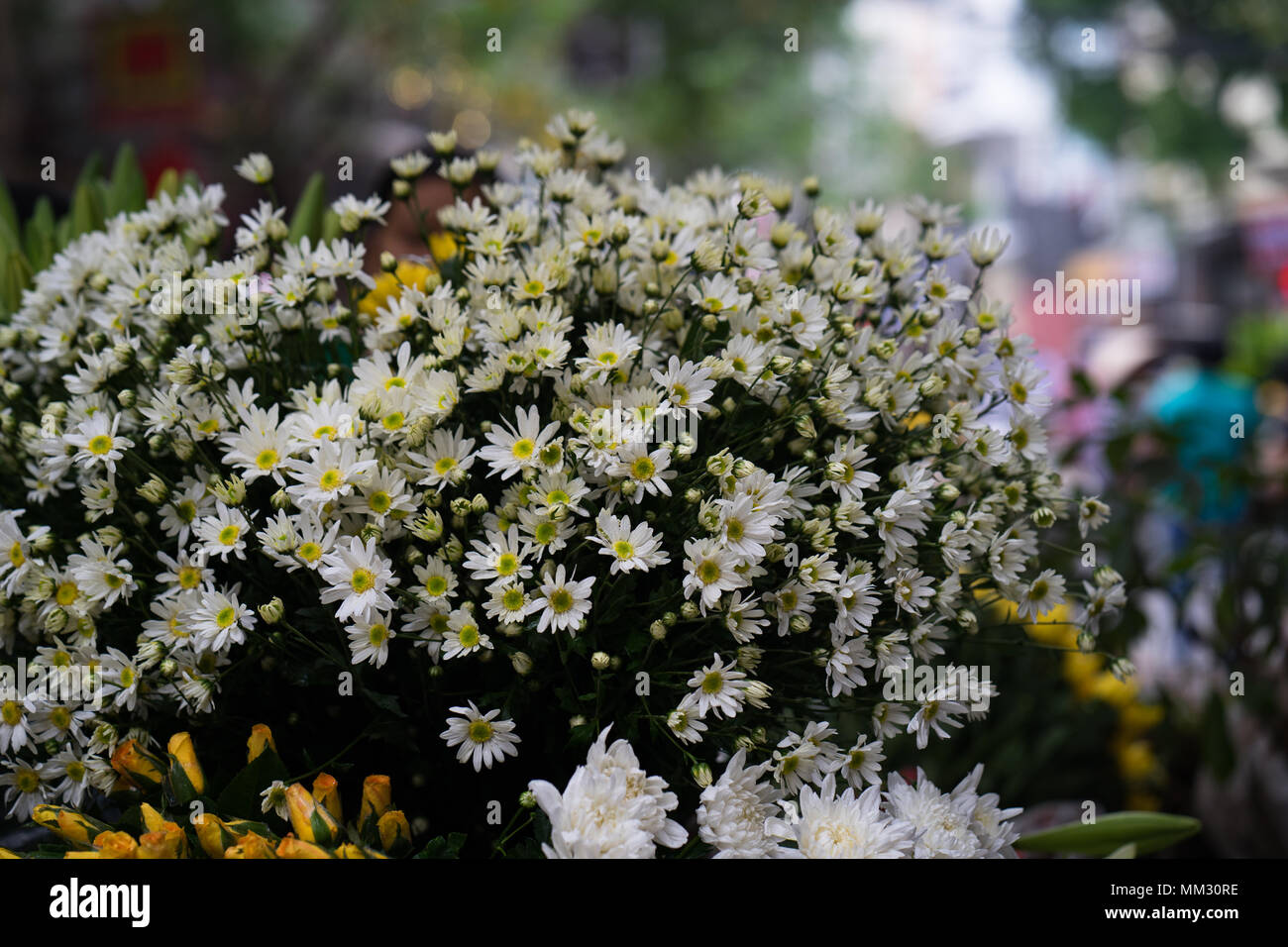 Daisy flower in full bloom Stock Photo - Alamy