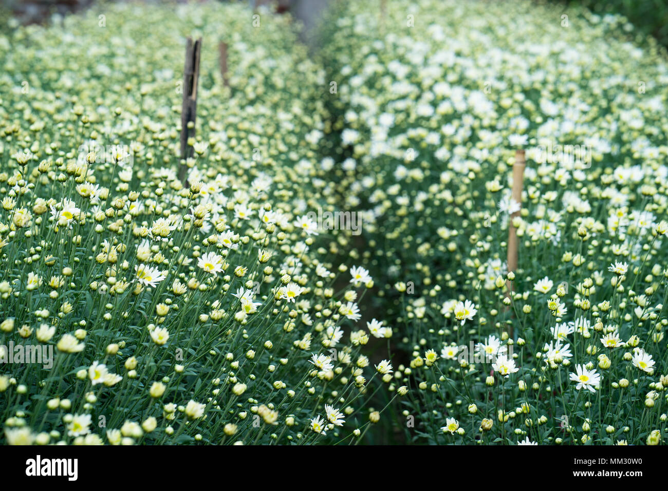 Daisy flower in full bloom Stock Photo - Alamy