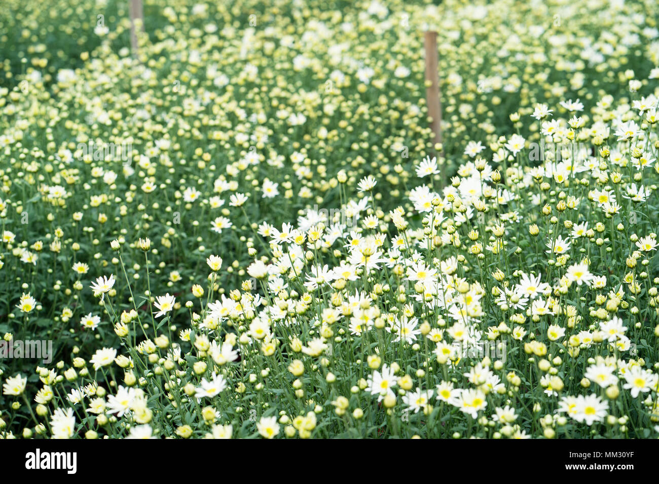 Daisy flower in full bloom Stock Photo - Alamy