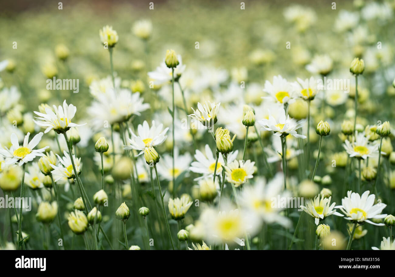 Daisy flower in full bloom Stock Photo - Alamy