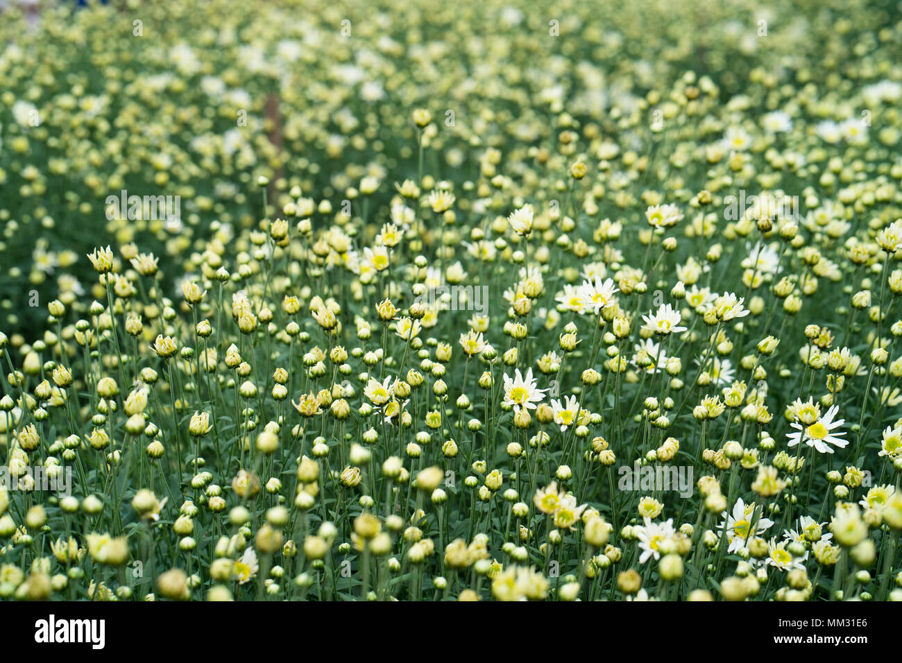 Daisy flower in full bloom Stock Photo - Alamy