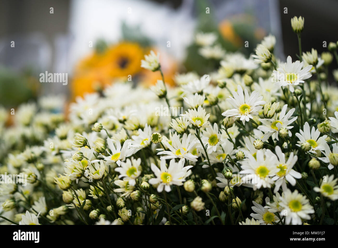 Daisy flower painting hi-res stock photography and images - Alamy