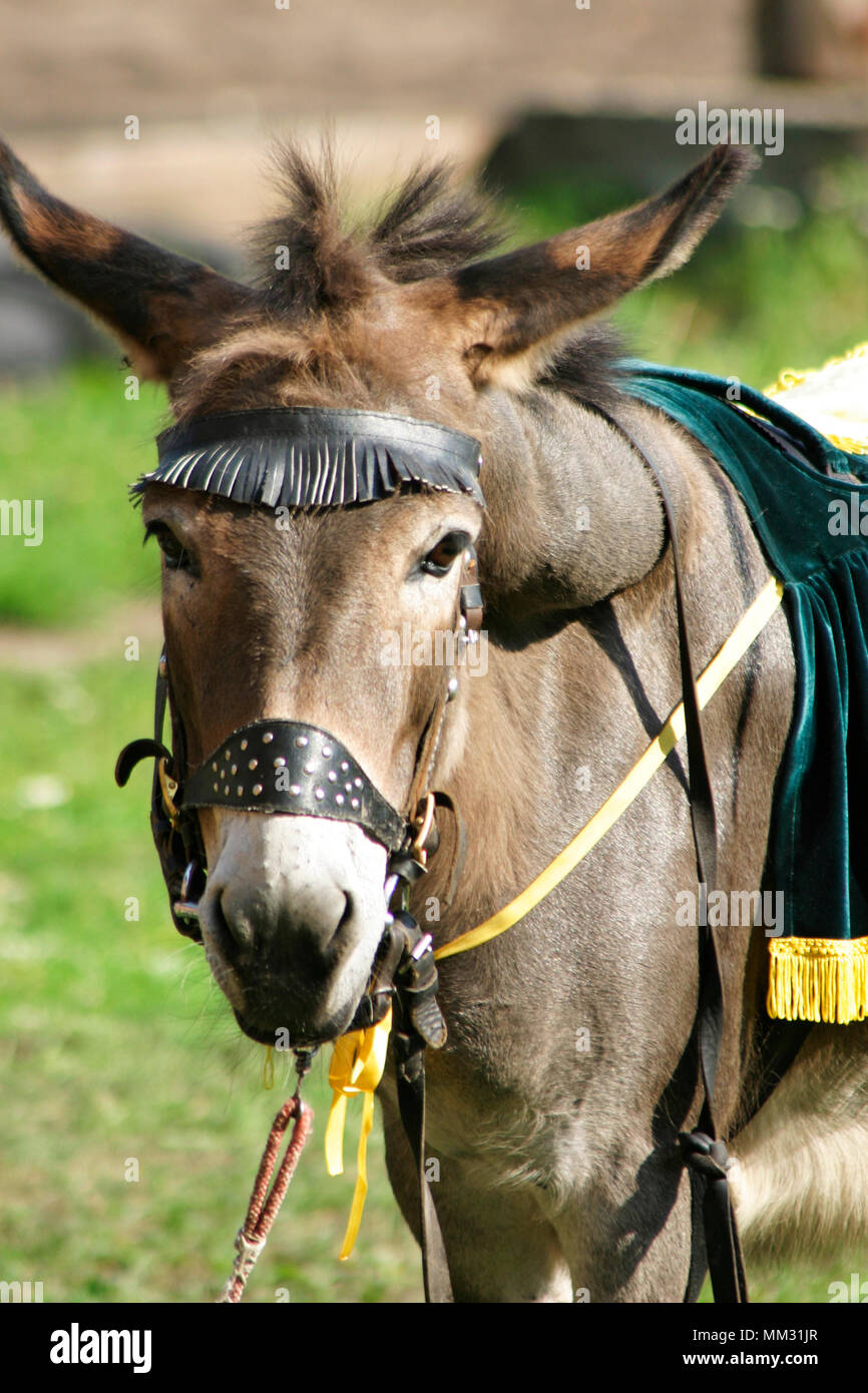 A beautiful donkey under the saddle. Donkey with a funny tuft Stock ...