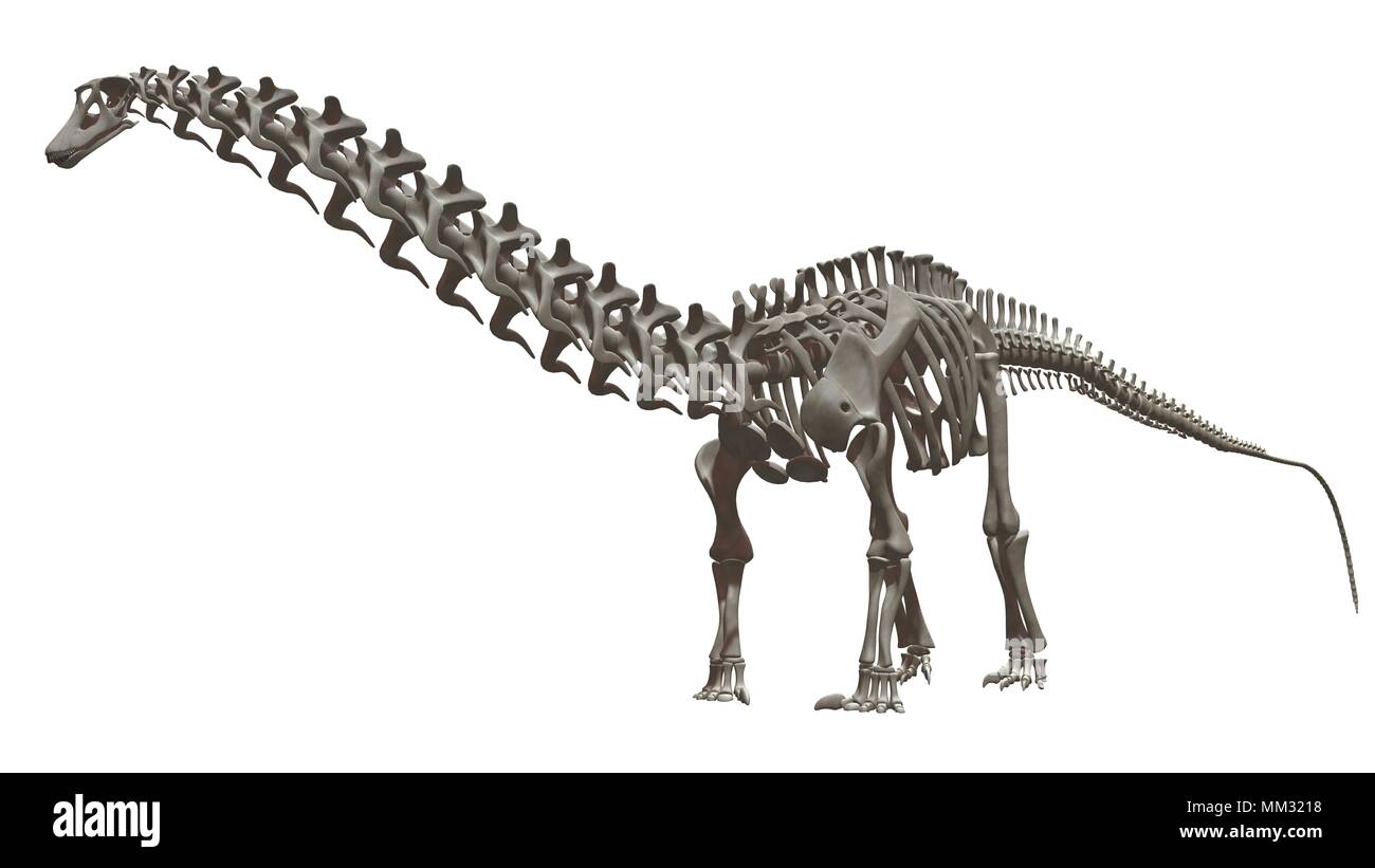 Diplodocus Skeleton Stock Photo - Alamy