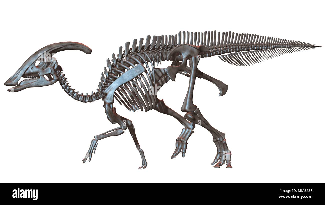 Parasaurolophus Skeleton Parasaurolophus Cyrtocristatus Stock Image