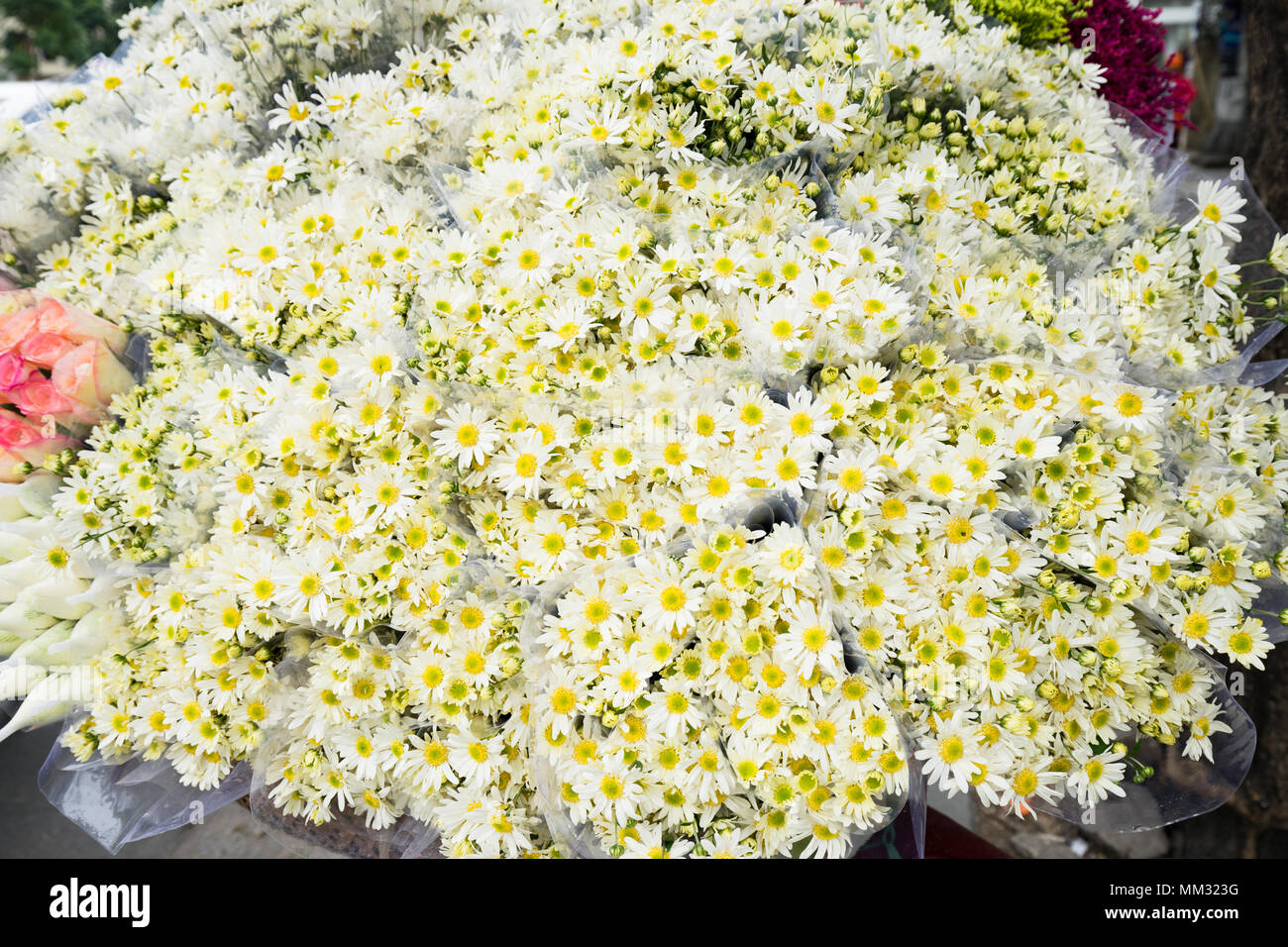 Bunch of daisy flower hi-res stock photography and images - Alamy