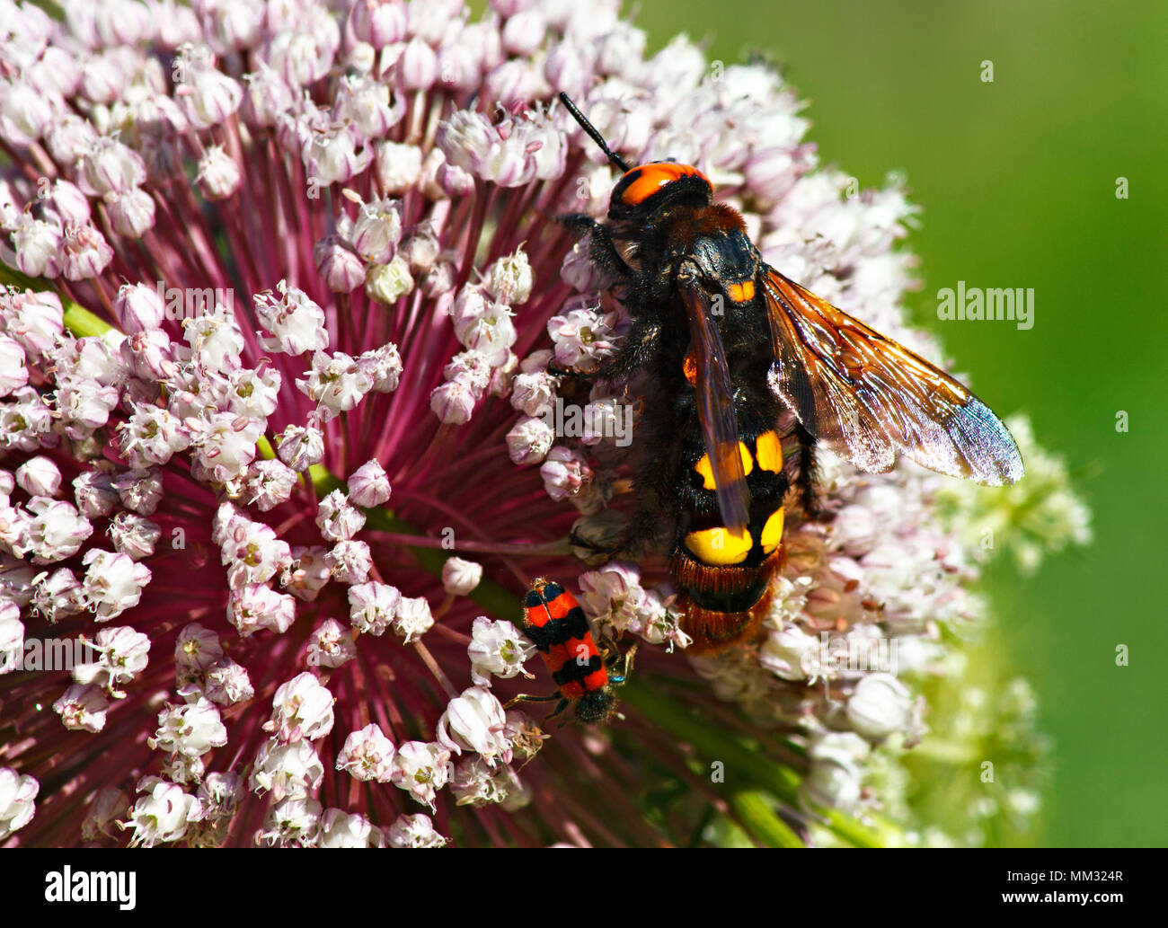 Macro photograph of an insect on a plant. Wildlife Photography Stock ...