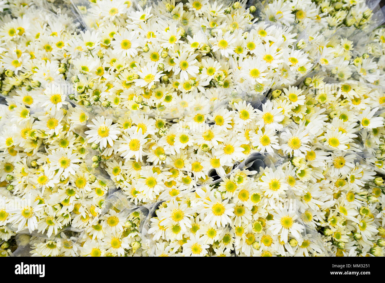 Bunch of daisy flower hi-res stock photography and images - Alamy