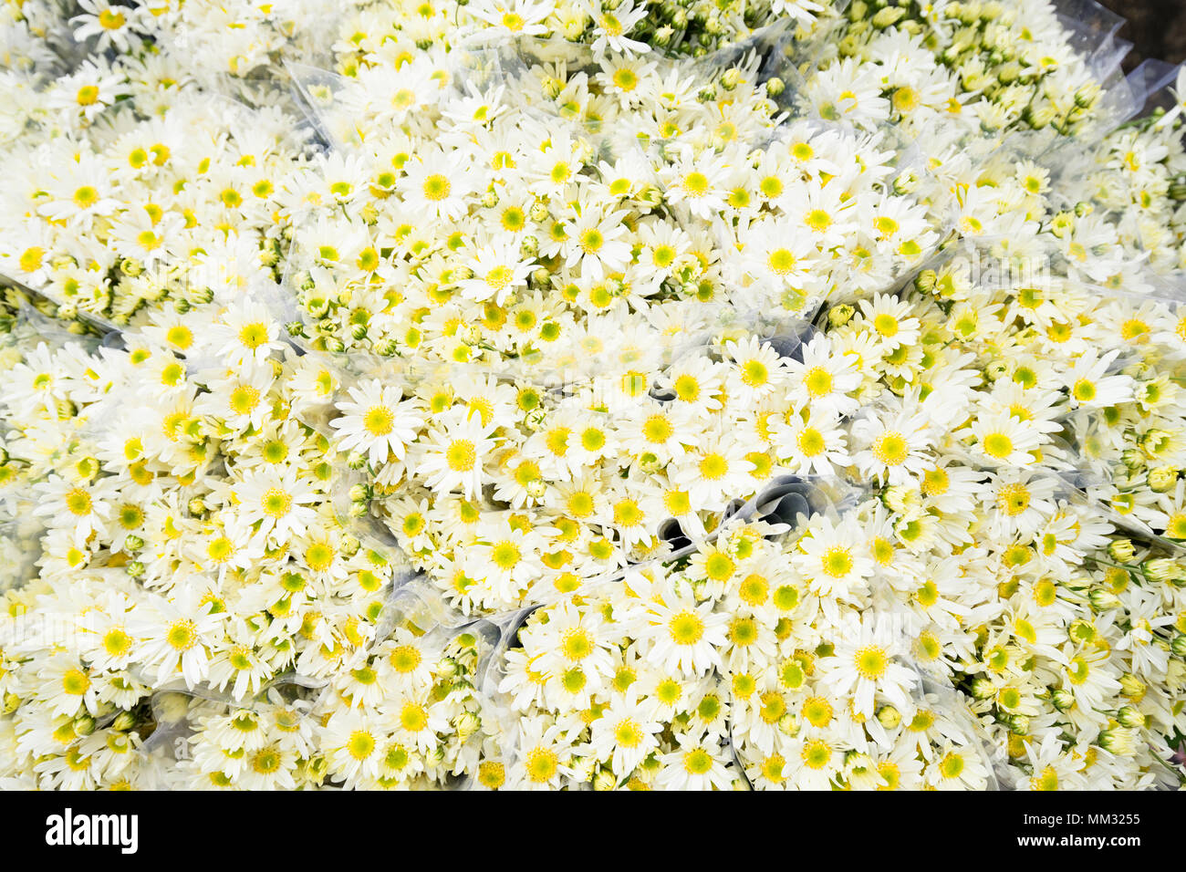 Bunch of daisy flower hi-res stock photography and images - Alamy