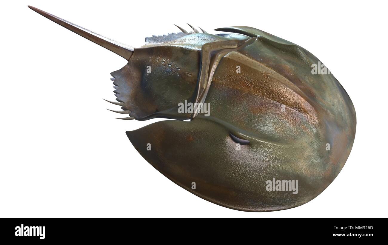 Limulus Cut Out Stock Images & Pictures - Alamy