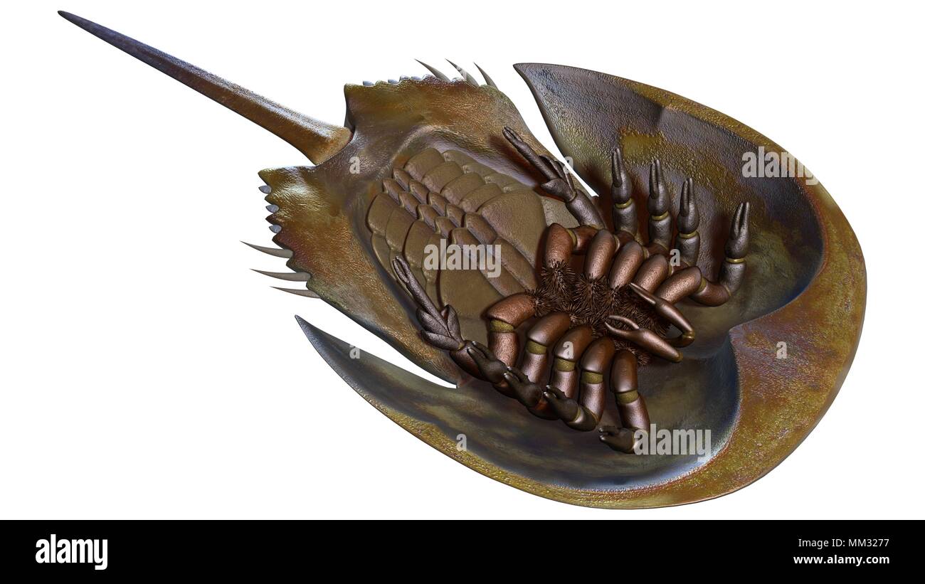 Limulus Cut Out Stock Images & Pictures - Alamy