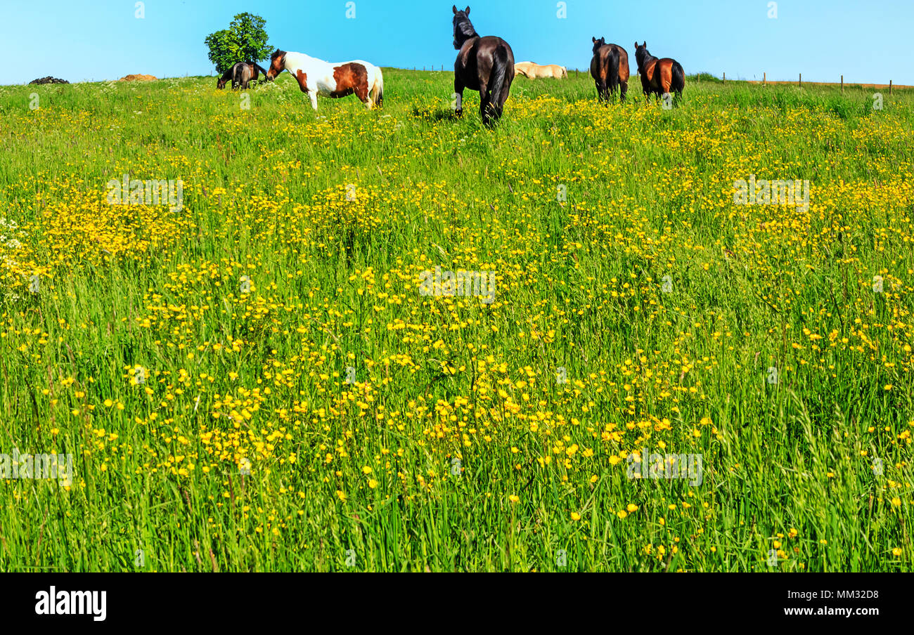 Hessian spring landscape with shiny yellow buttercups horse paddock ...