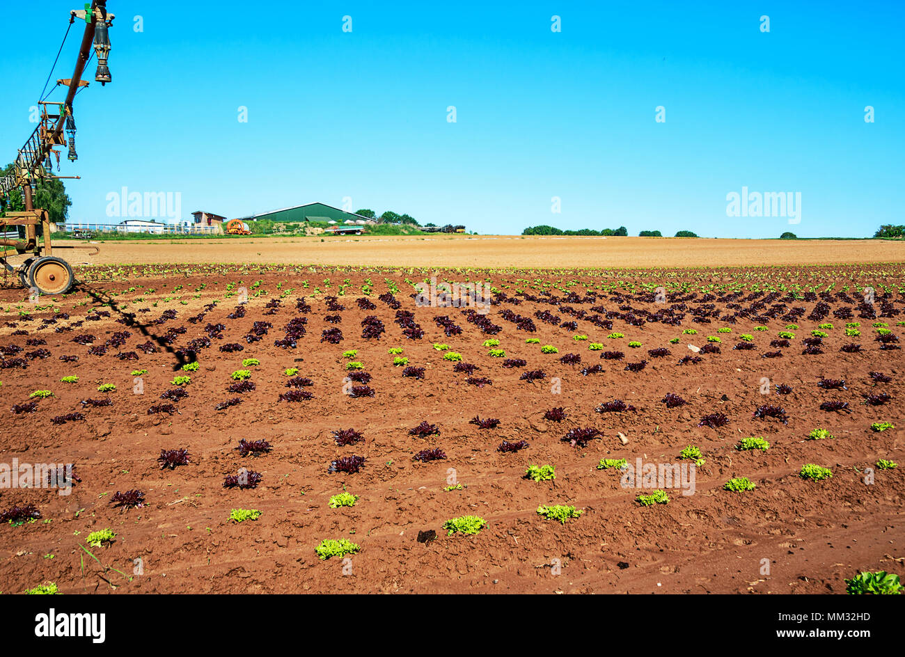 Large scale vegetable farming hi-res stock photography and images - Alamy