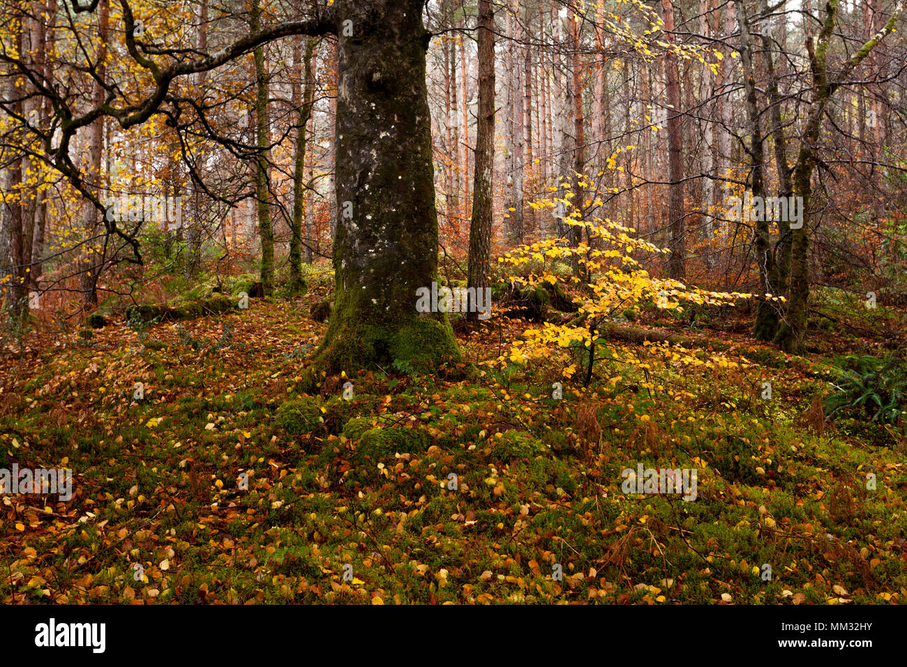 Beech trees Autumn colour Stock Photo - Alamy