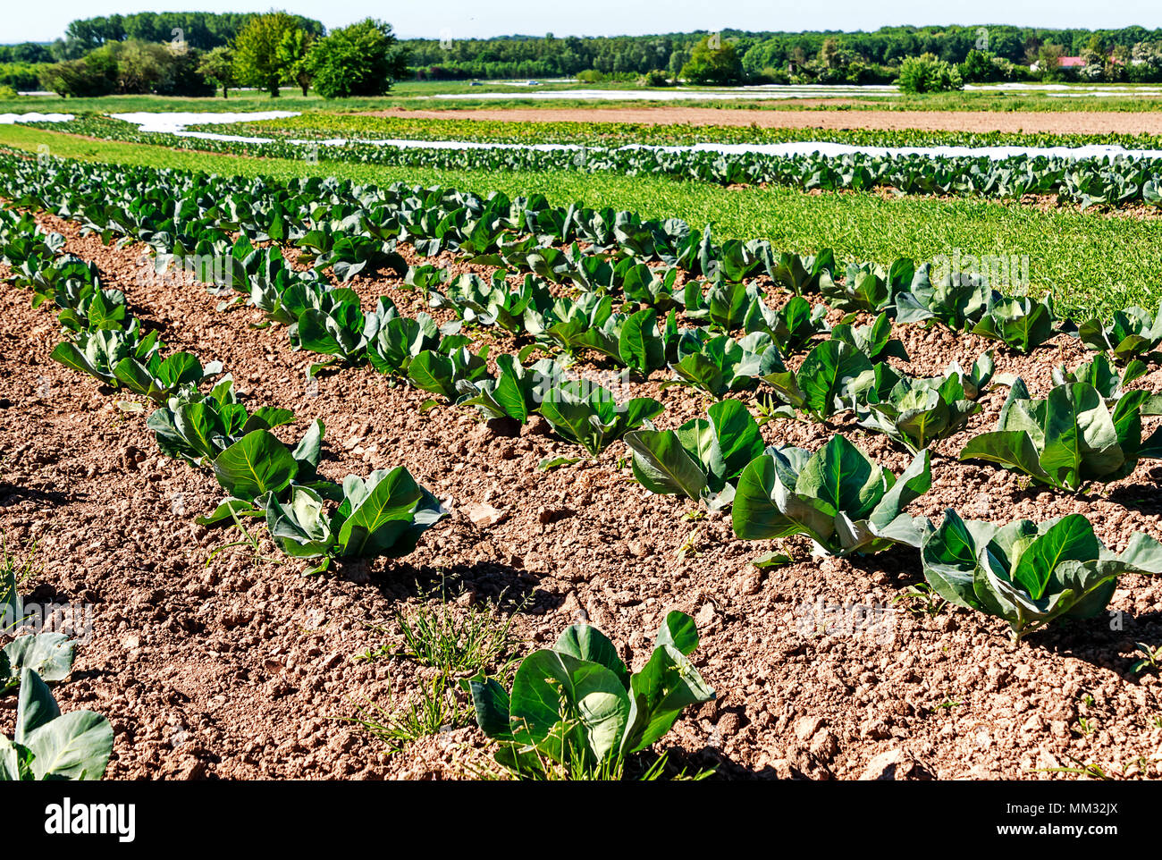 Large Scale Organic Farming