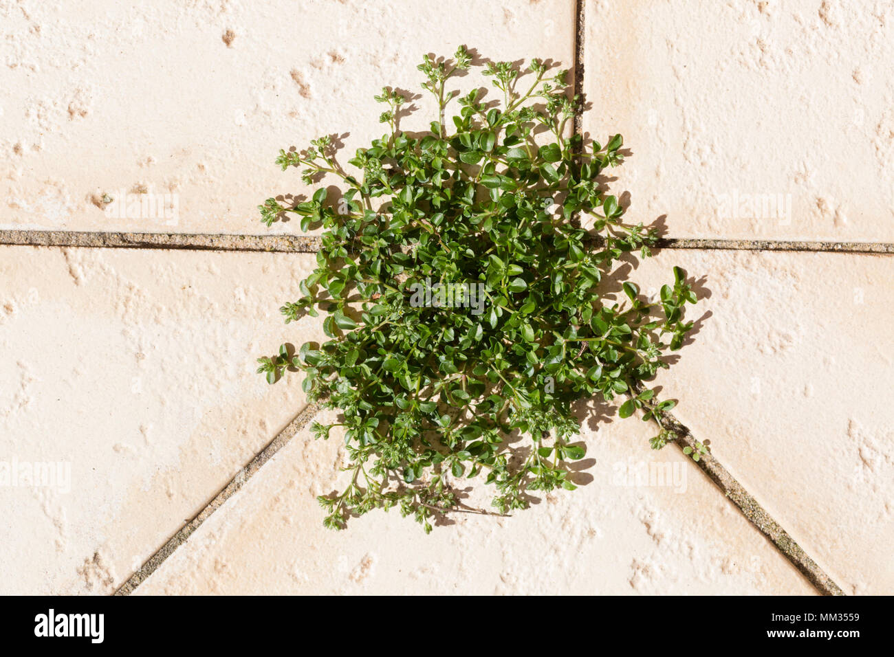 Weed Weeding Stock Photos & Weed Weeding Stock Images - Alamy
