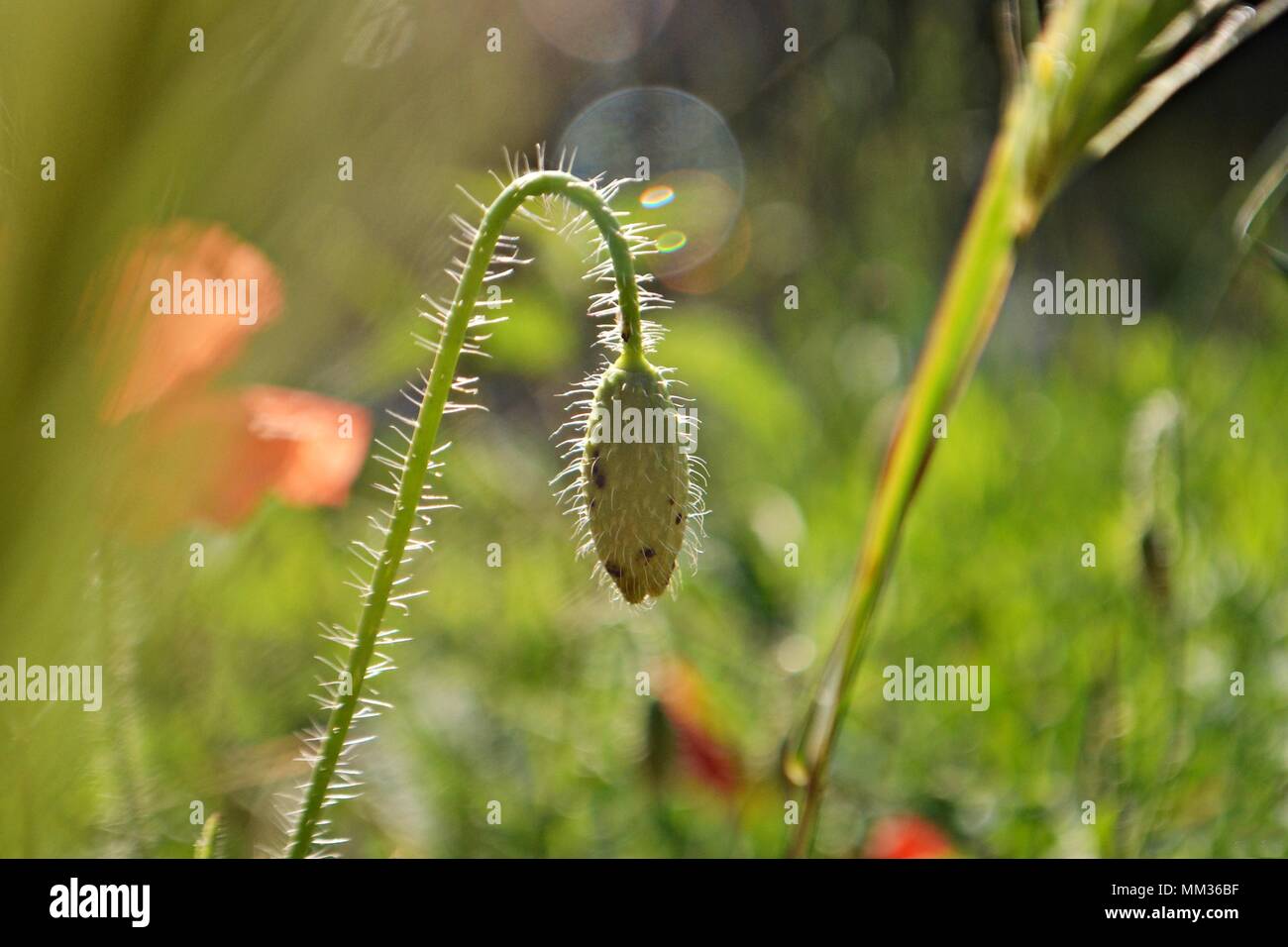Isolated poppy flower before blossom in the grass/ closeup and macro ...