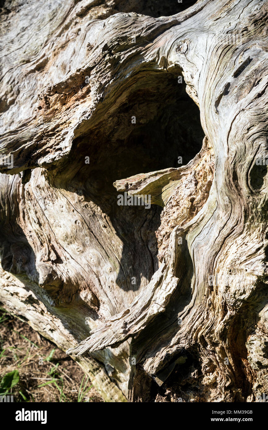 The tough protective outer sheath of the trunk, branches, and twigs of ...