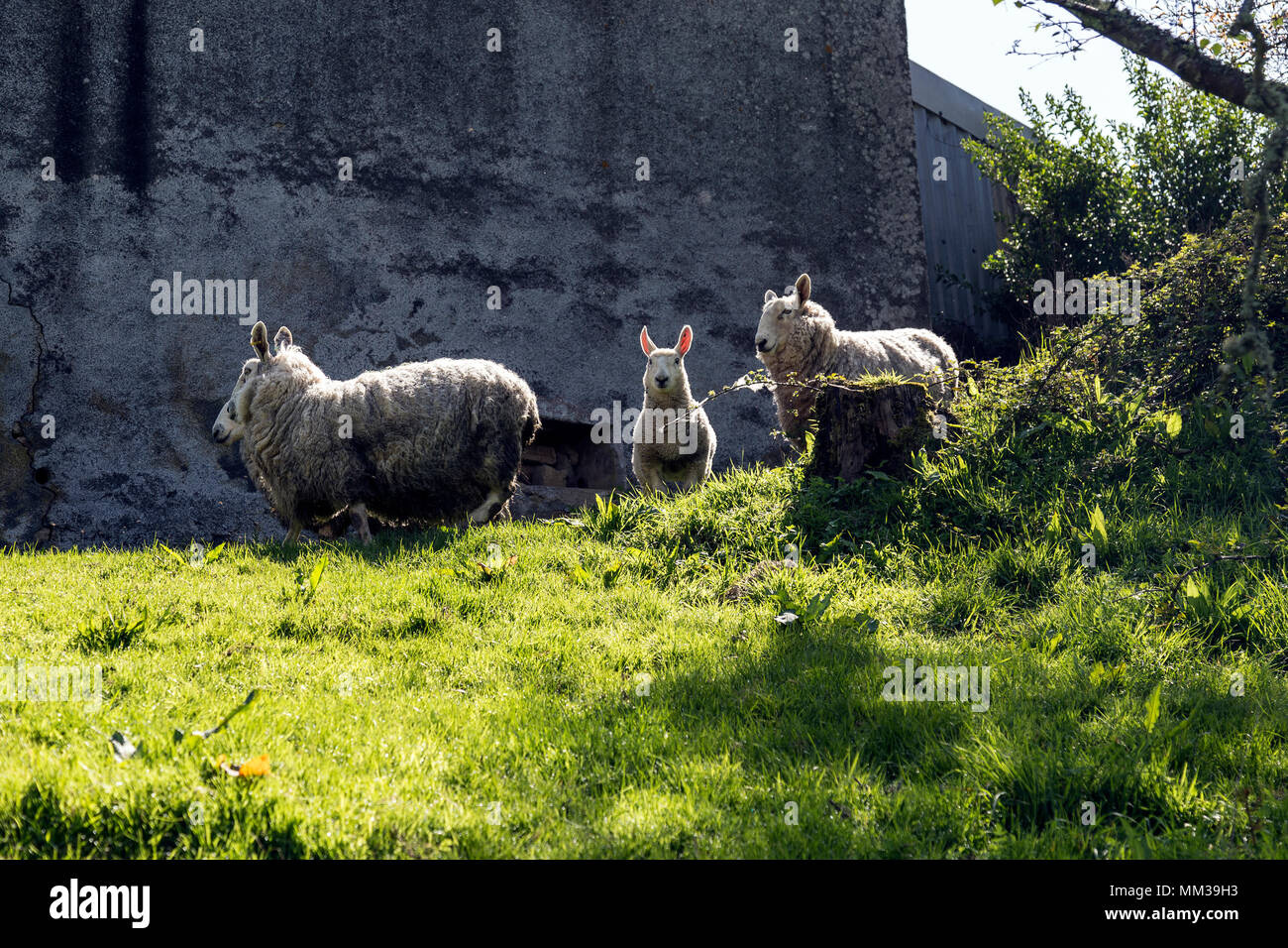 Ruminants are mammals that are able to acquire nutrients from plant ...