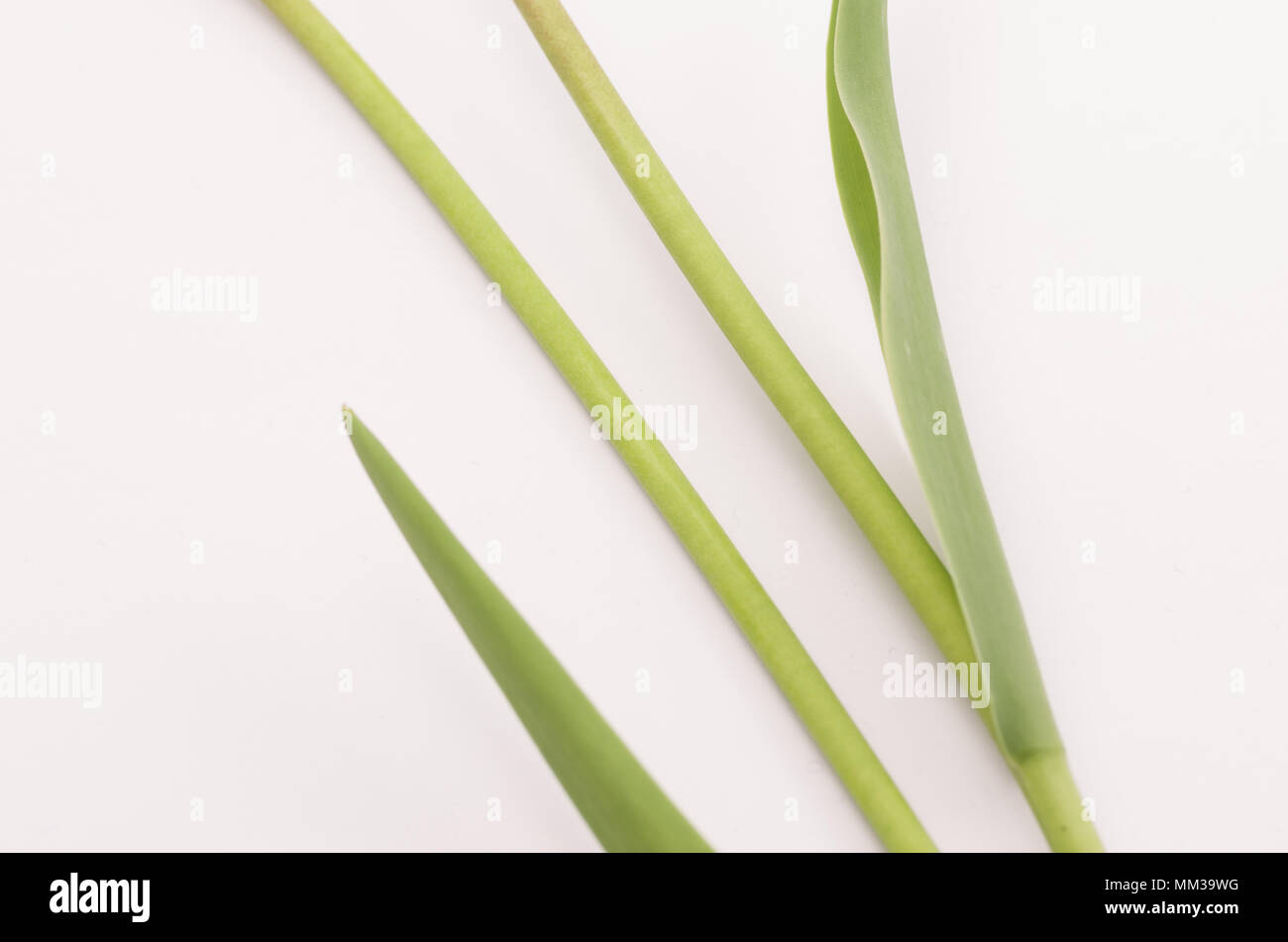 tulips stem still life floral theme - language of flowers Stock Photo ...