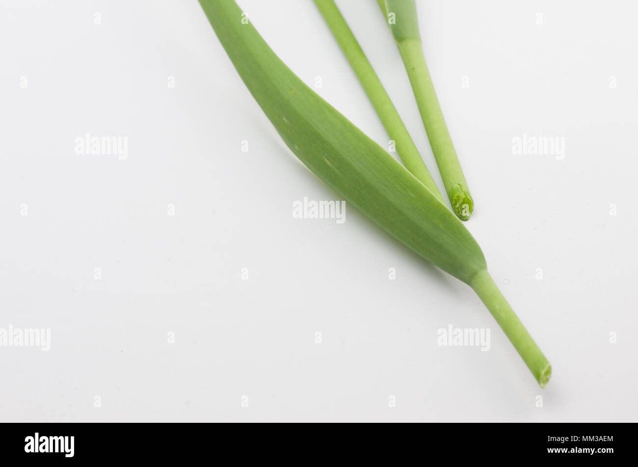 tulips stem still life floral theme - language of flowers Stock Photo ...