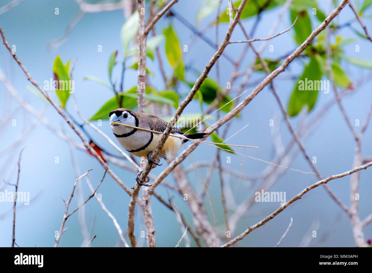 Double Barred Finch High Resolution Stock Photography and Images - Alamy