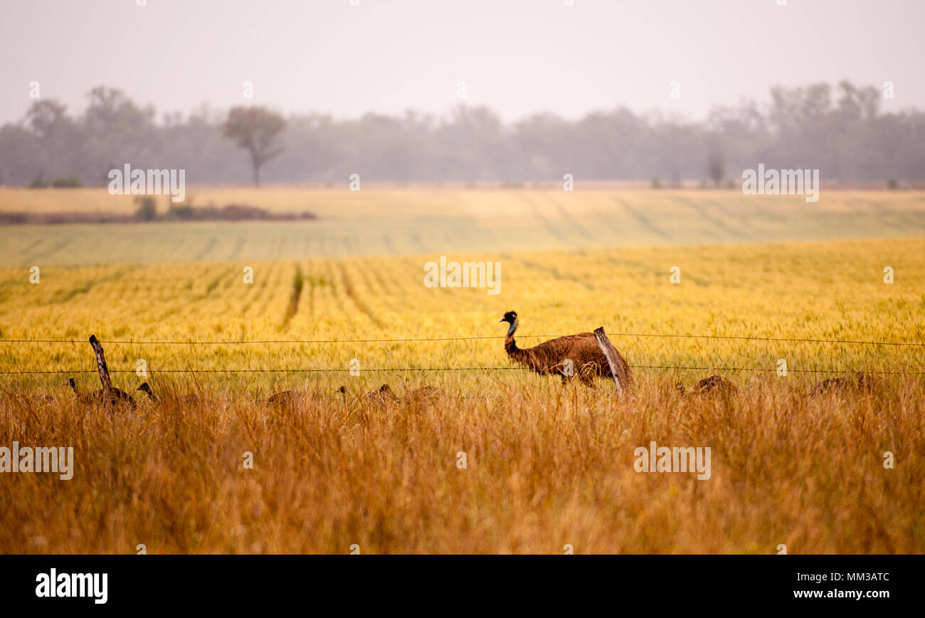 Emu australia fence High Resolution Stock Photography and Images - Alamy