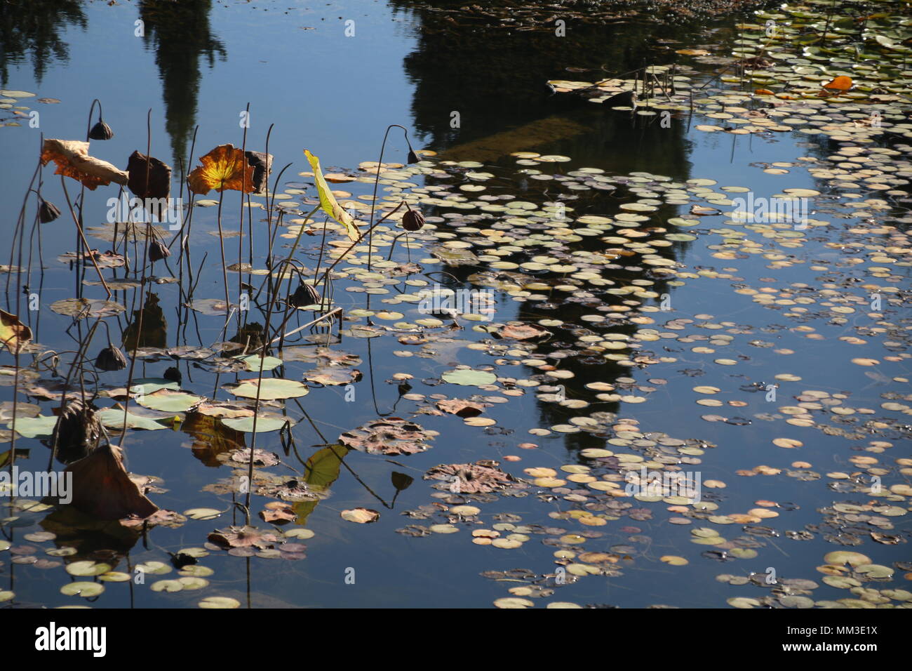 Leaves float on the lake Stock Photo - Alamy