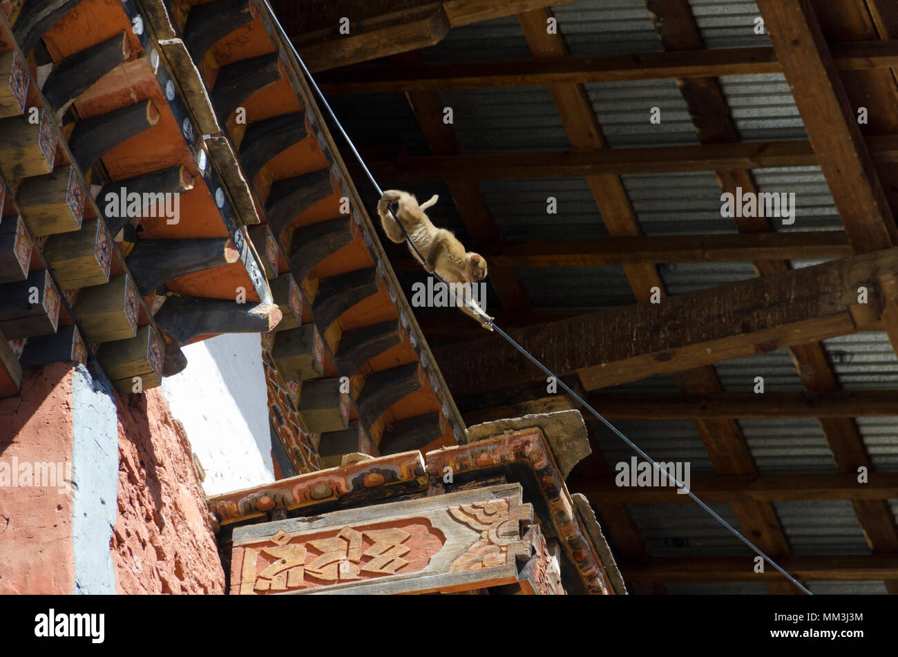 Asian monkey hi-res stock photography and images - Alamy