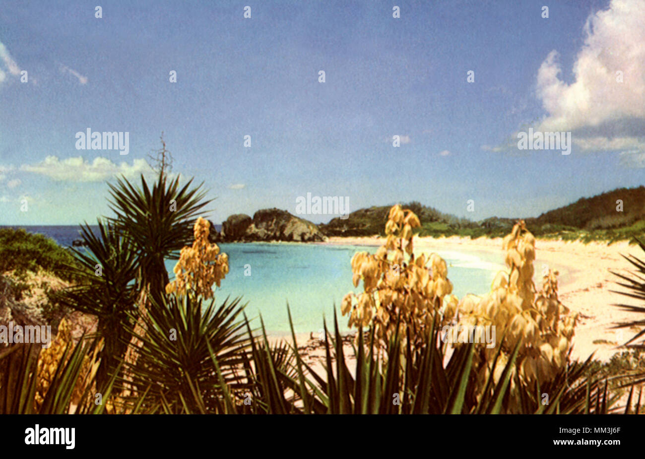 Spanish Bayonet at Beach. Bermuda. 1960 Stock Photo - Alamy