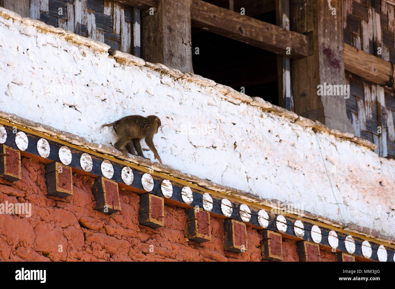 Monkey on ledge, Fortress and monastery, Dzong, Trongsa, Bhutan Stock ...